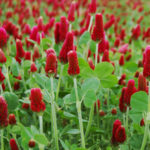 Clover | East Texas Seed Company
