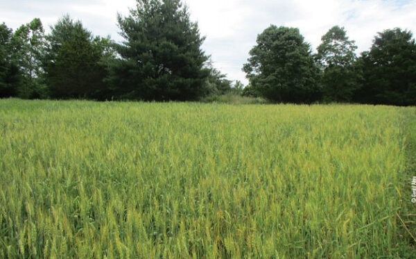3R PASTURE MIX (50 POUNDS) | East Texas Seed Company
